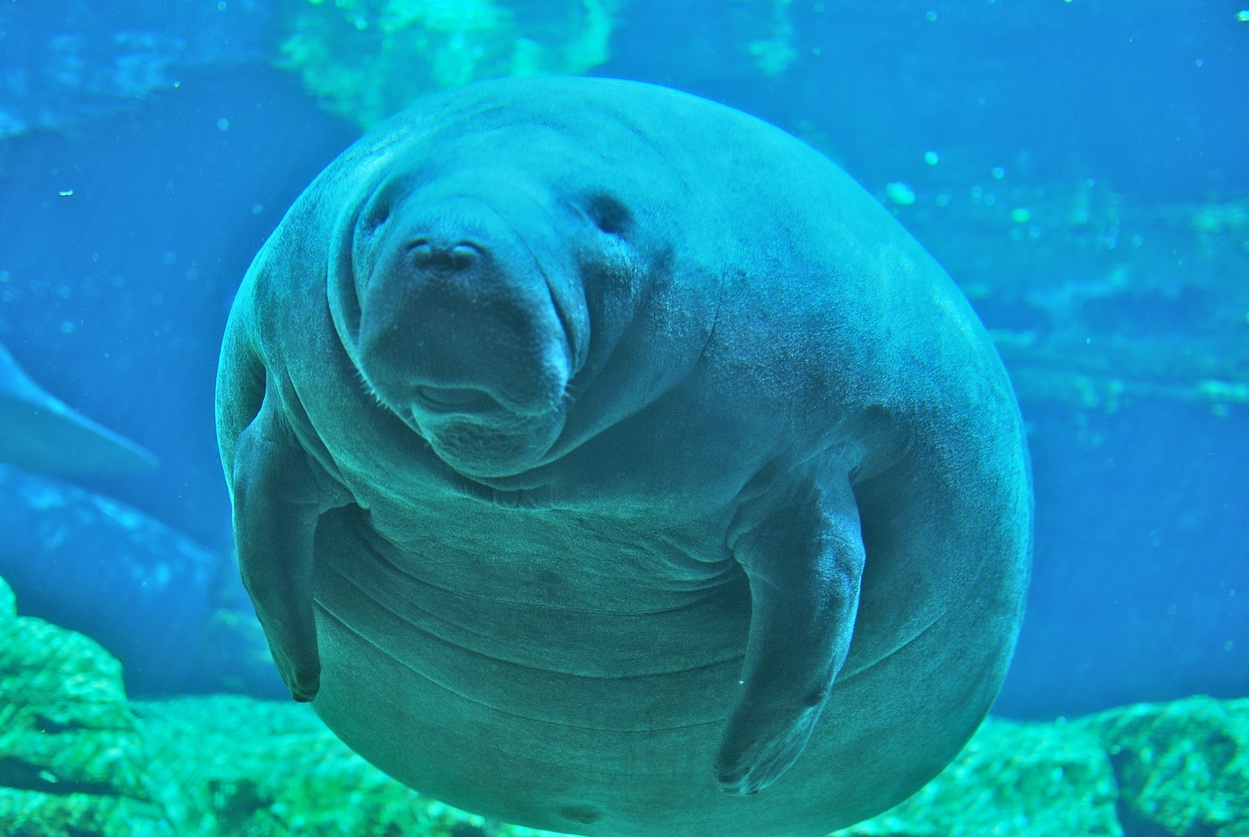 20 photos of manatees doing manatee things and being super-cute - Alltop Viral