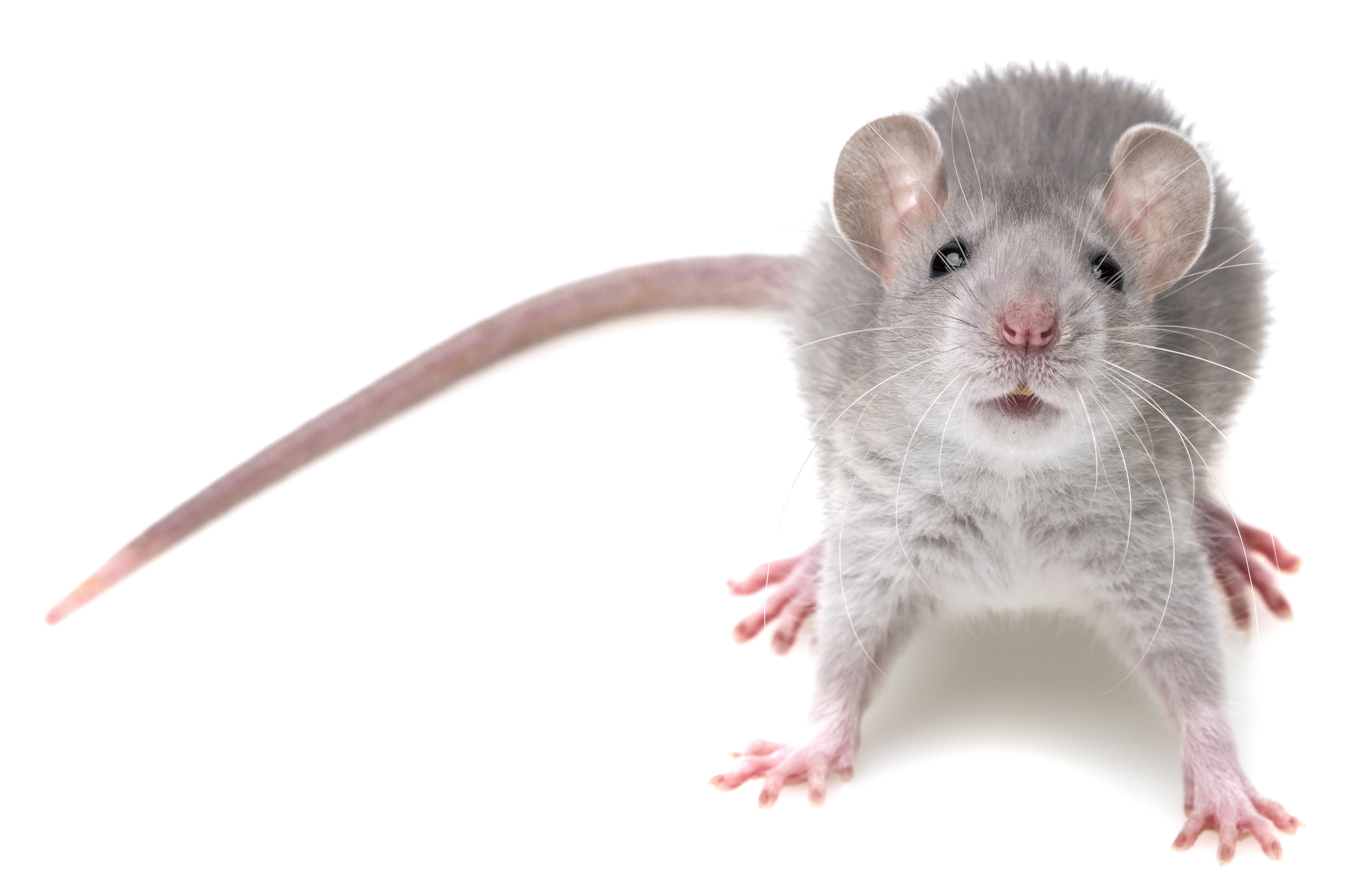 US government drops 2000 dead mice on Guam - Alltop Viral