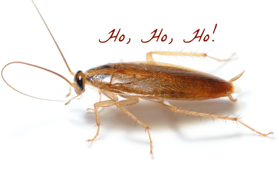 New cold-resistant cockroach found in New York City - Alltop Viral