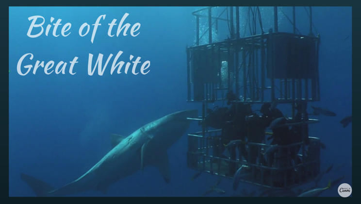Capturing the bite of the Great White [video] - Alltop Viral