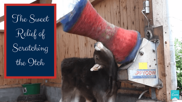 Cow discovers the joy of scratching the itch [video] - Alltop Viral