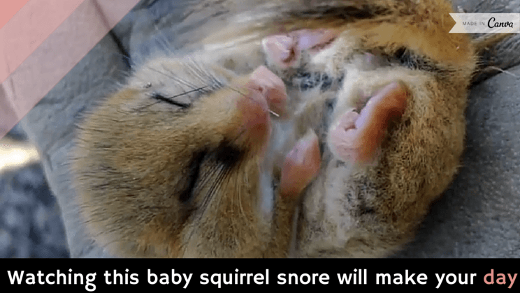 Watching this baby squirrel snore will make your day [video] - Alltop Viral