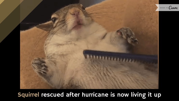 Squirrel rescued after hurricane is now living it up [video] - Alltop Viral