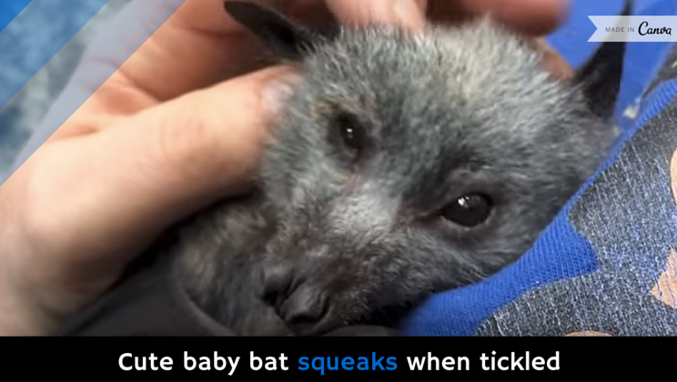 Cute baby bat squeaks when tickled [video] - Alltop Viral
