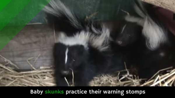 Baby skunks practice their warning stomps - Alltop Viral