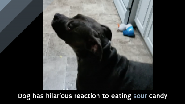 Dog has hilarious reaction to eating sour candy - Alltop Viral