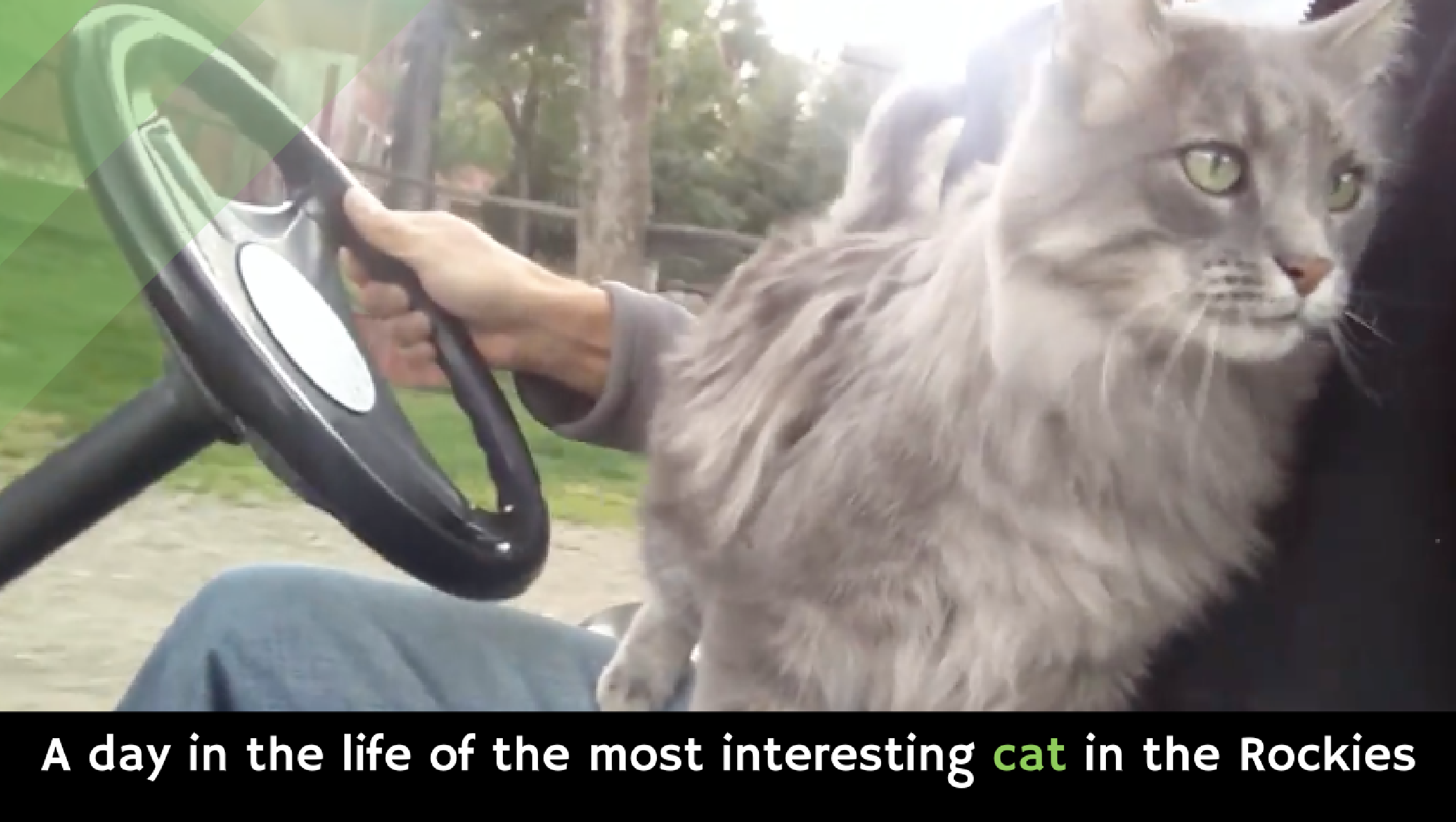 A day in the life of the most interesting cat in the Rockies - Alltop Viral