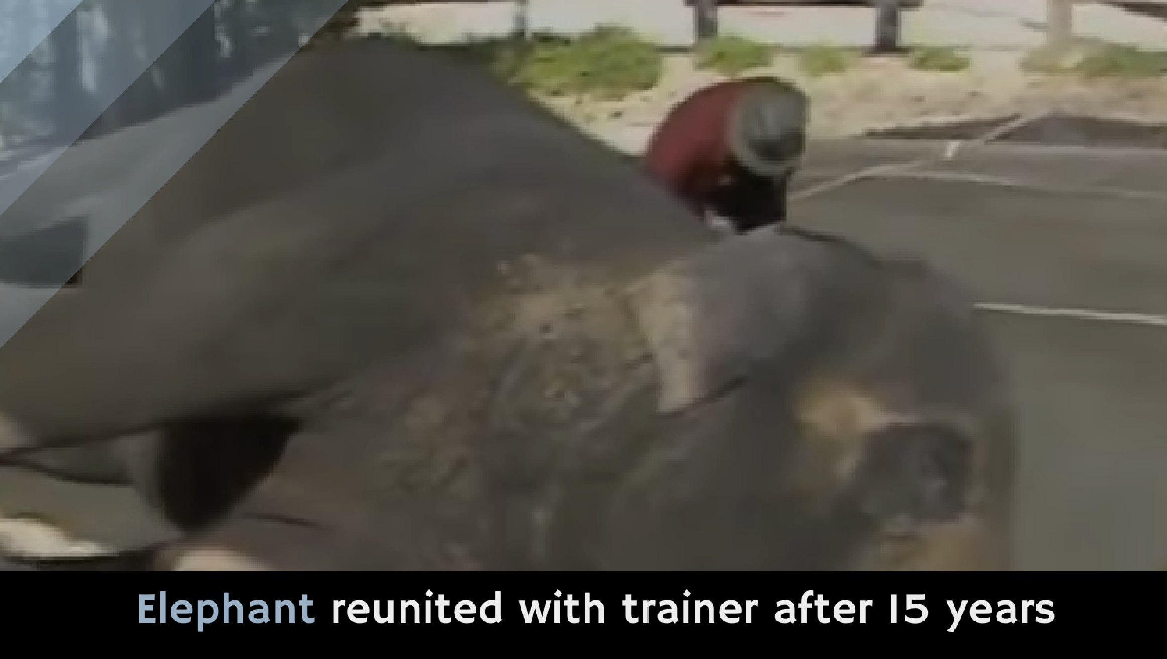 Elephant reunited with trainer after 15 years - Alltop Viral
