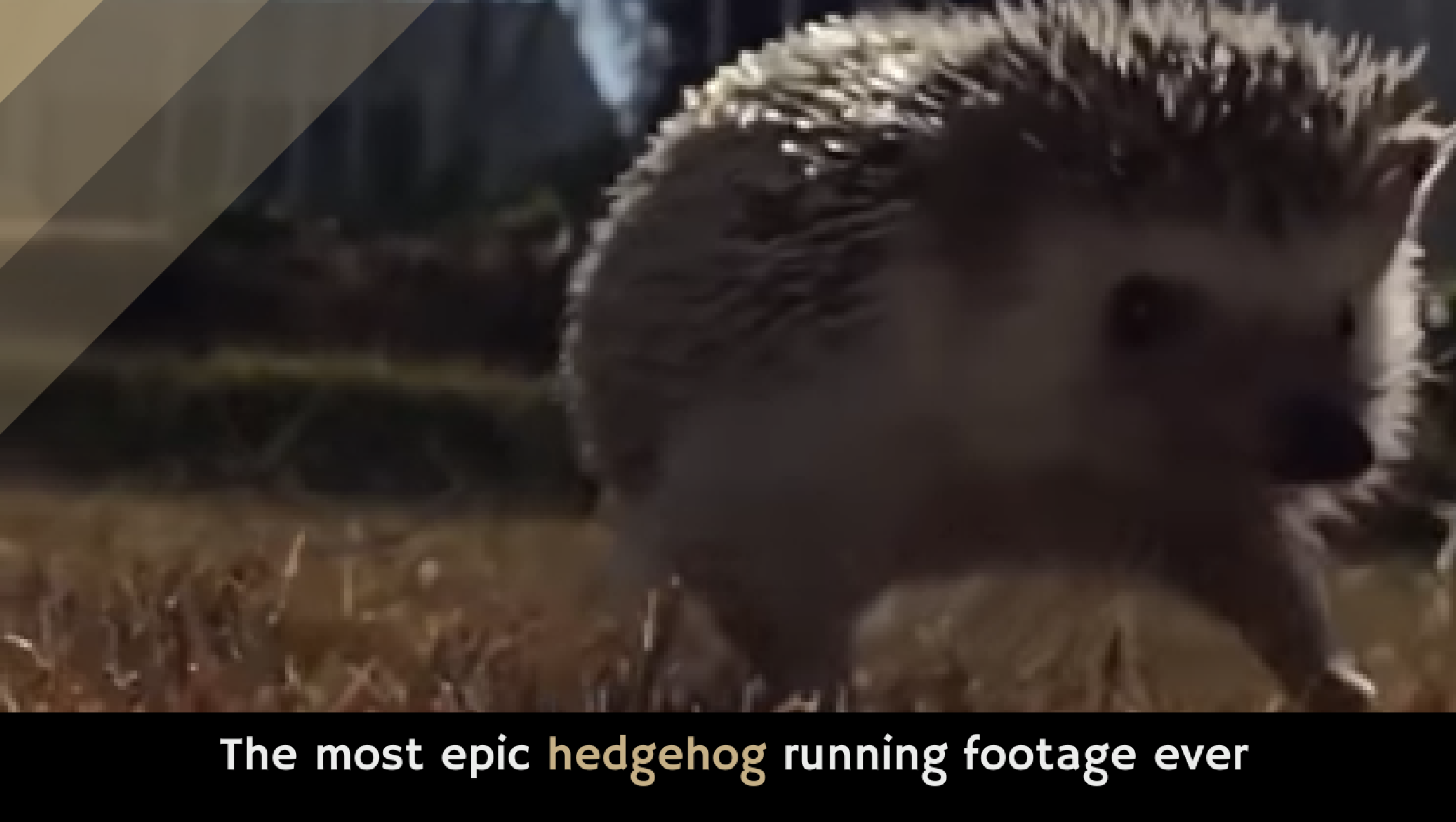 The most epic hedgehog running footage ever - Alltop Viral