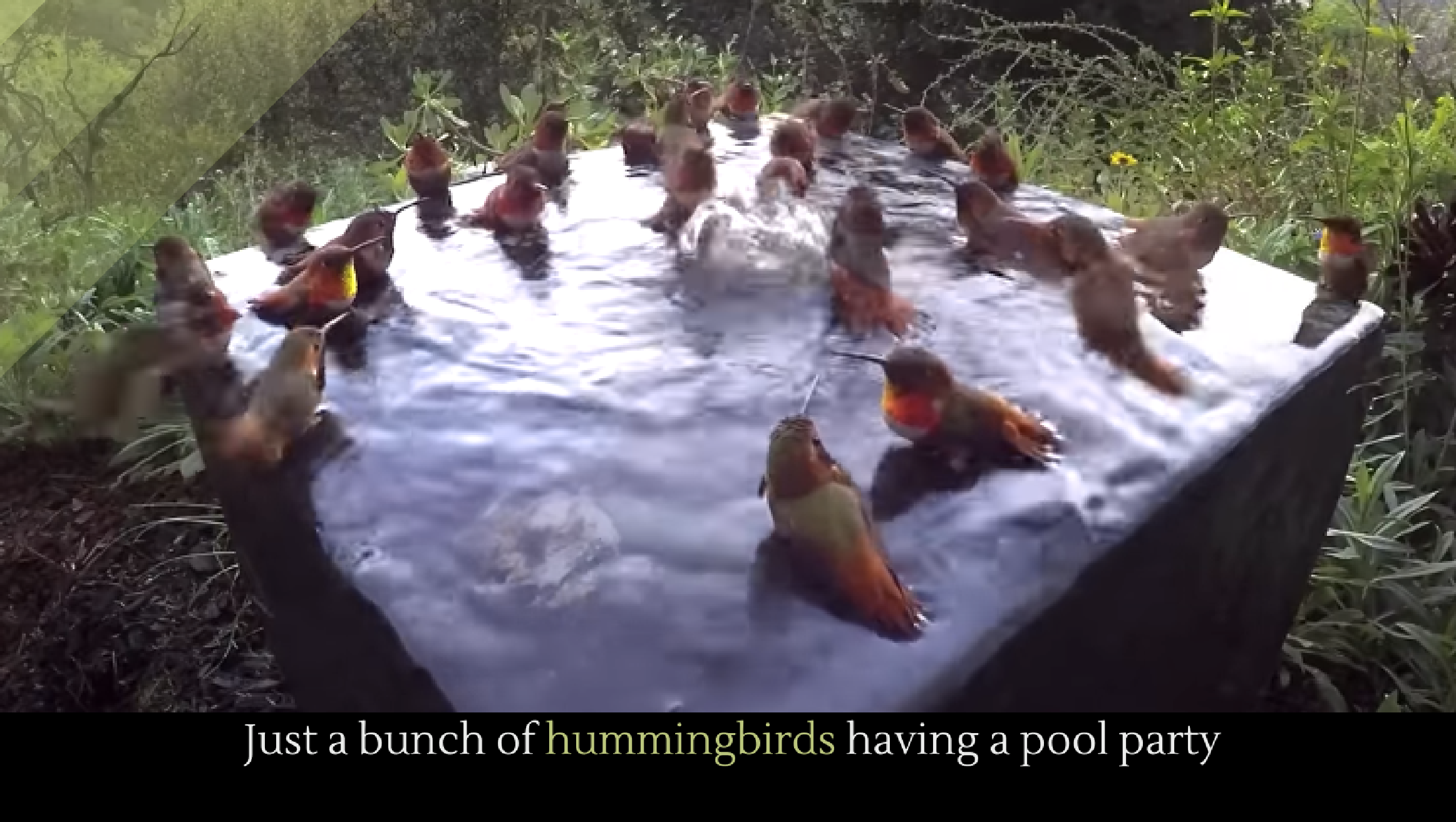 Just a bunch of hummingbirds having a pool party - Alltop Viral