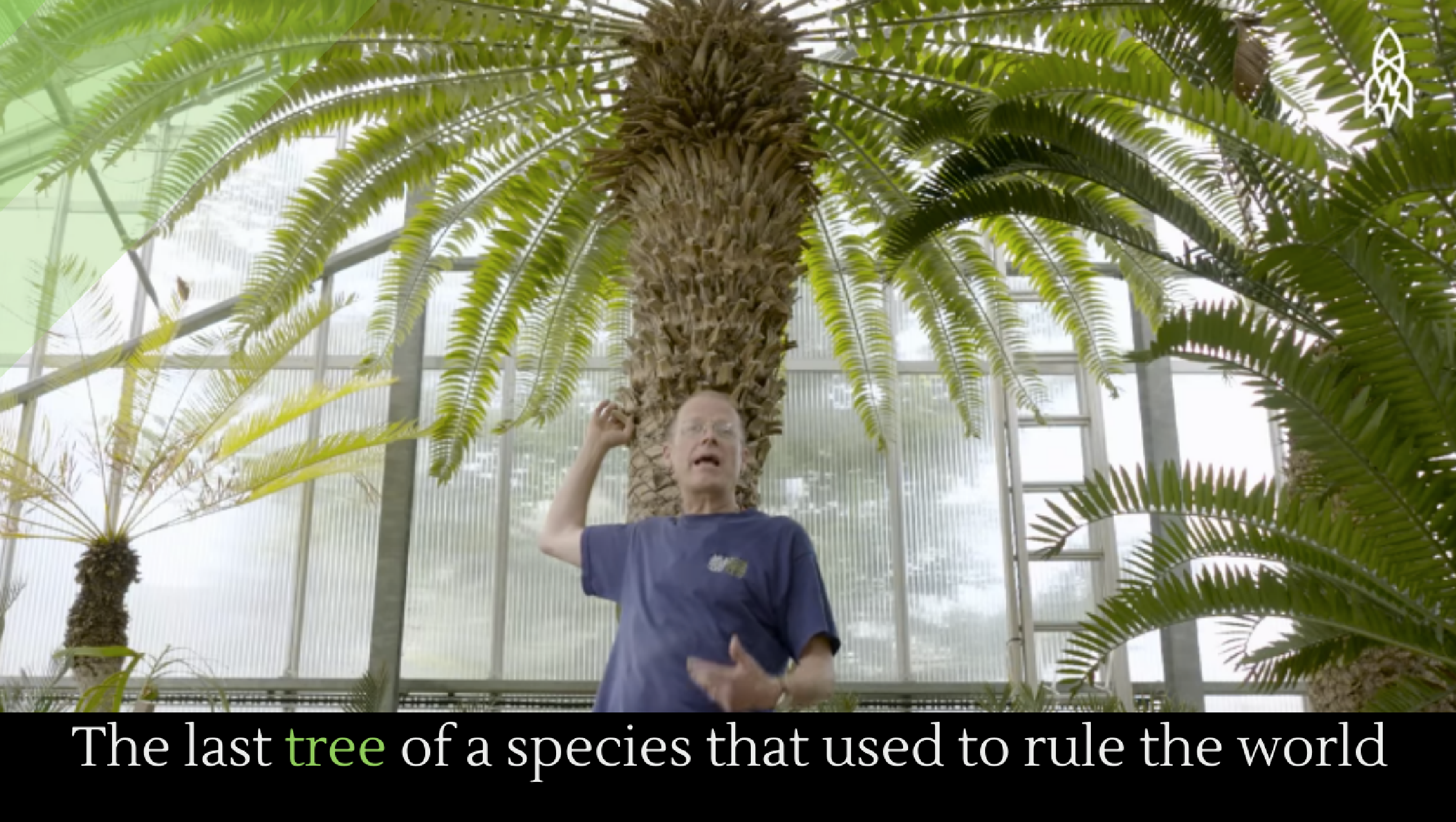 The last tree of a species that used to rule the world - Alltop Viral