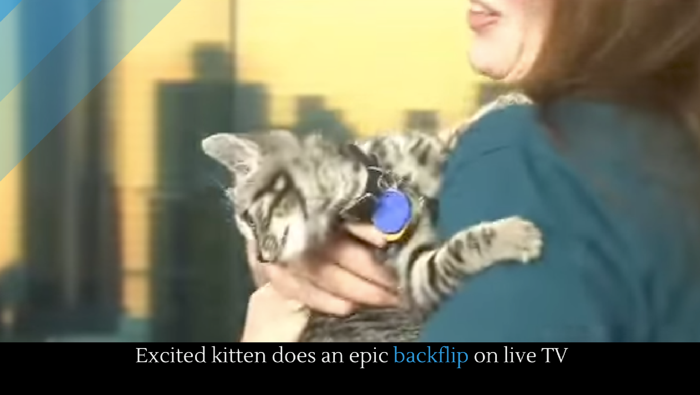 Excited kitten does an epic backflip on live TV - Alltop Viral