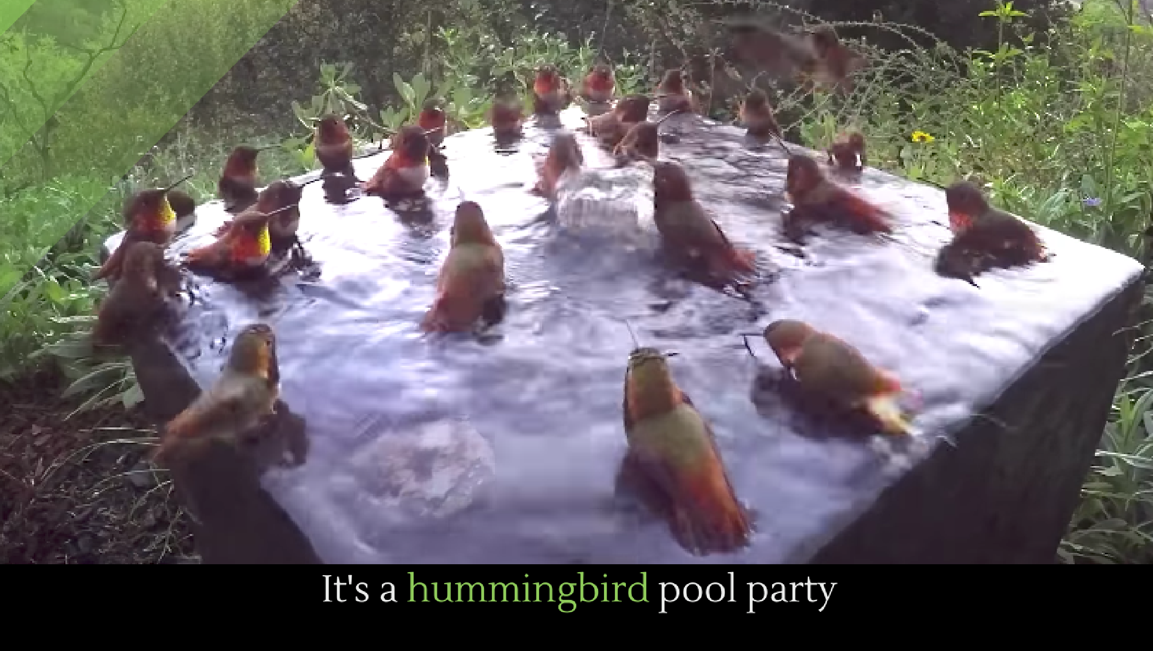 It's a hummingbird pool party - Alltop Viral