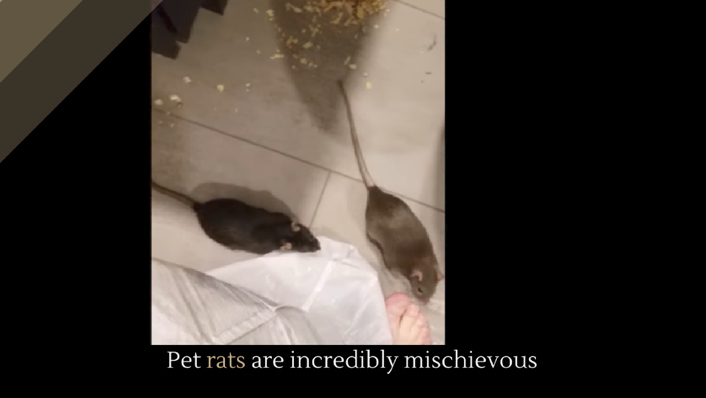 Pet rats are incredibly mischievous - Alltop Viral
