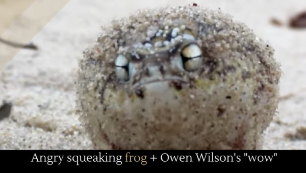 Angry squeaking frog + Owen Wilson's "wow" - Alltop Viral