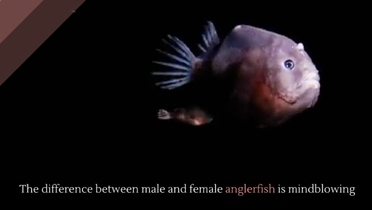 The difference between male and female anglerfish is mindblowing ...