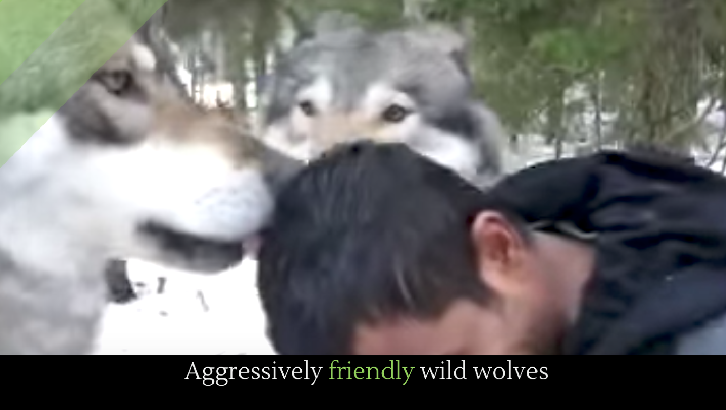 Aggressively friendly wild wolves - Alltop Viral