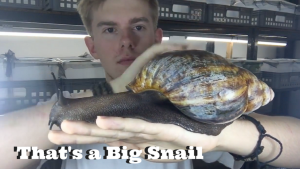 Behold the largest snail you'll ever see - Alltop Viral