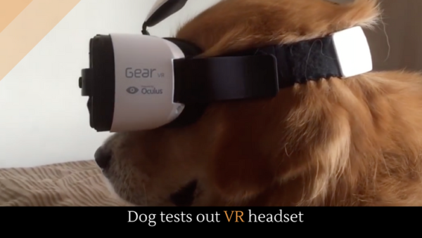 Dog tests out VR headset - Alltop Viral