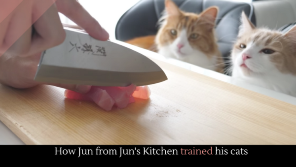How Jun from Jun's Kitchen trained his cats - Alltop Viral