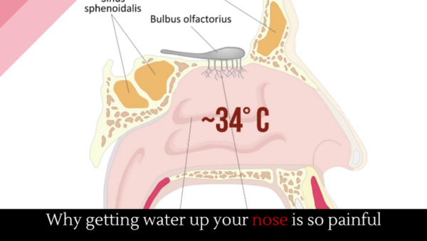 Why getting water up your nose is so painful - Alltop Viral